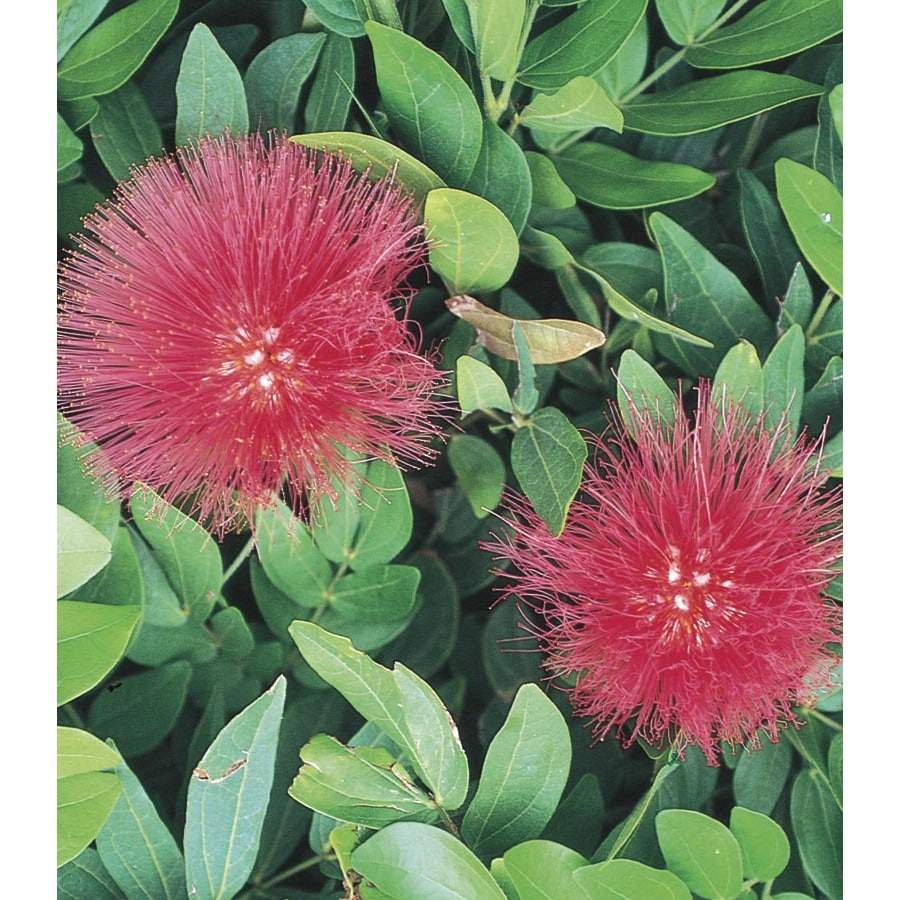 Shop 3.25-Gallon Red Baja Fairy Duster Accent Shrub (L11108) at Lowes.com Shop 3.25-Gallon Red Baja Fairy Duster Accent Shrub (L11108) at Lowes.com