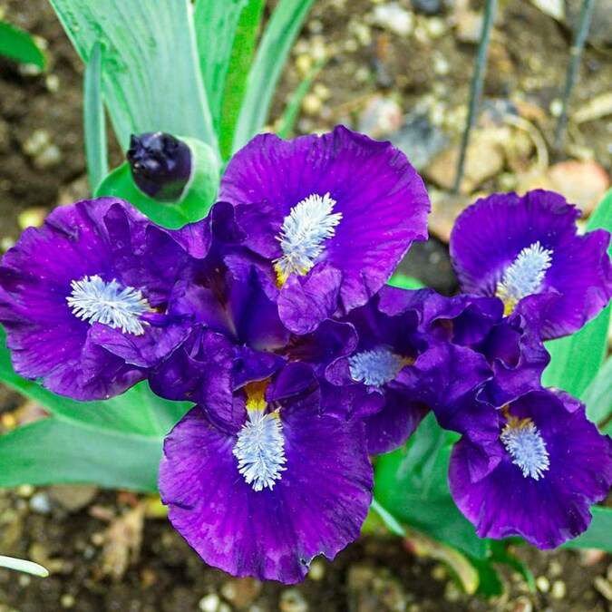 Breck's 1-Pack in Bareroot Trajectory Dwarf Bearded Iris in the ... Breck's 1-Pack in Bareroot Trajectory Dwarf Bearded Iris in the ...