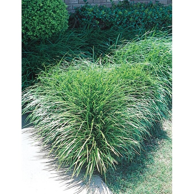 1 Quart Mondo Grass In Pot L4050 In The Ground Cover Department At
