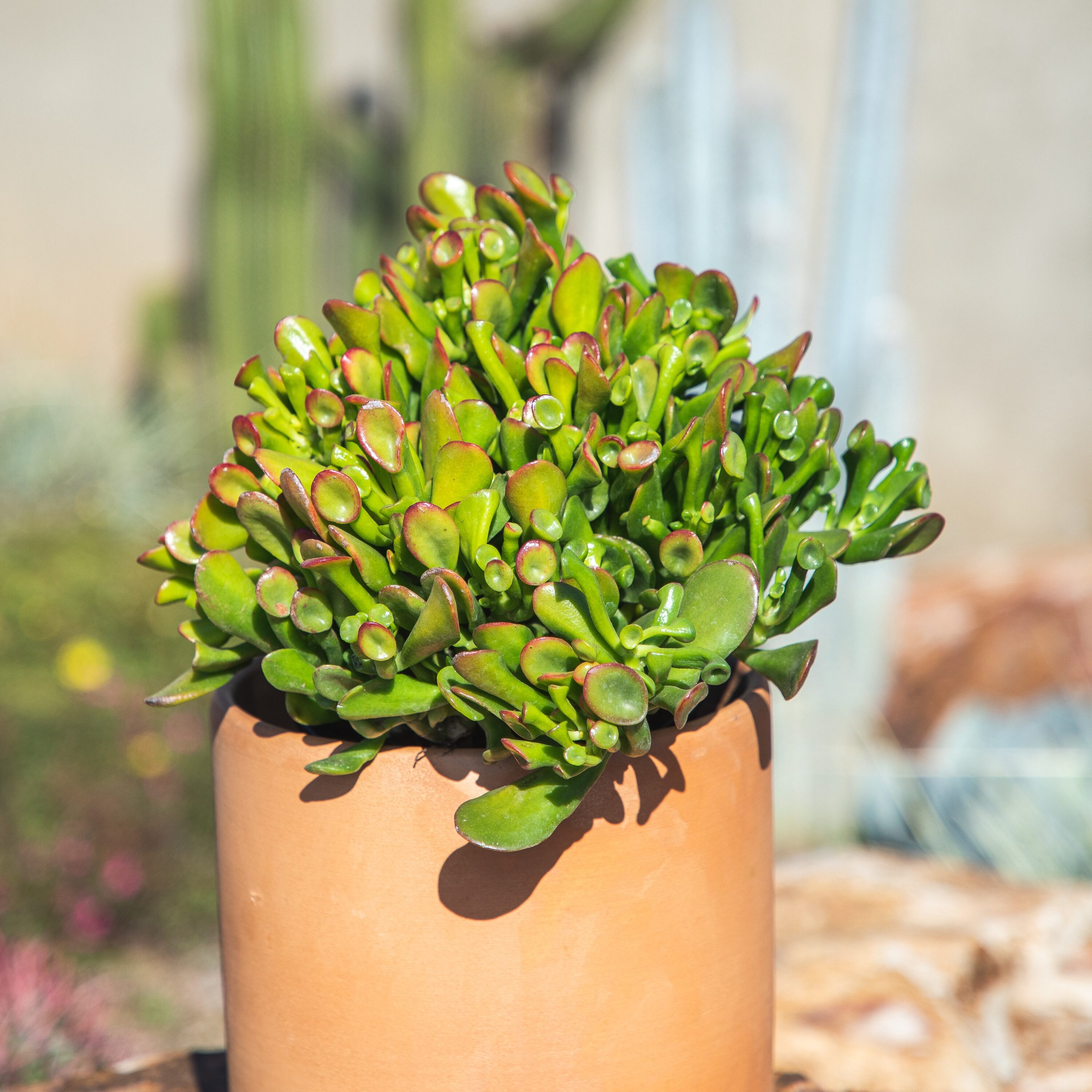 Altman Plants Jade Gollum In 25 Quart Pot In The Succulents Department At