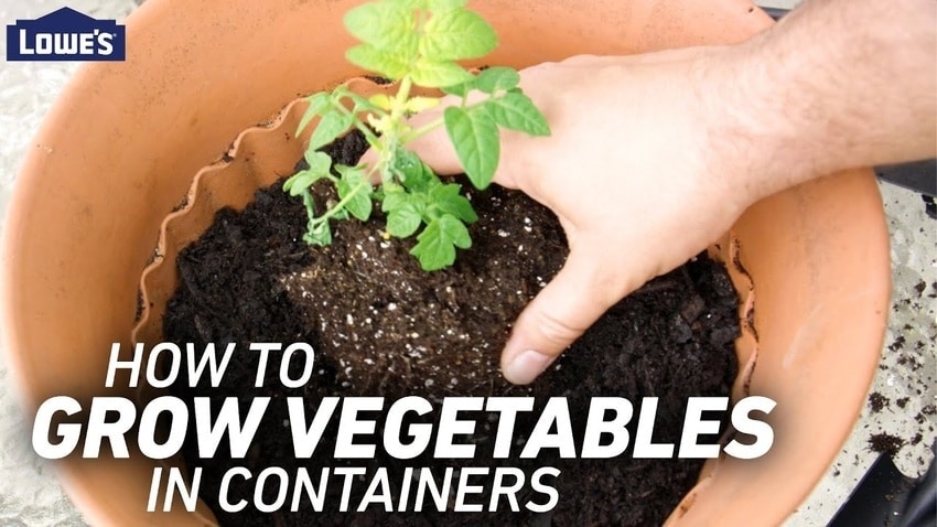 How to Grow Vegetables in Pots: DIY Video | Lowe's