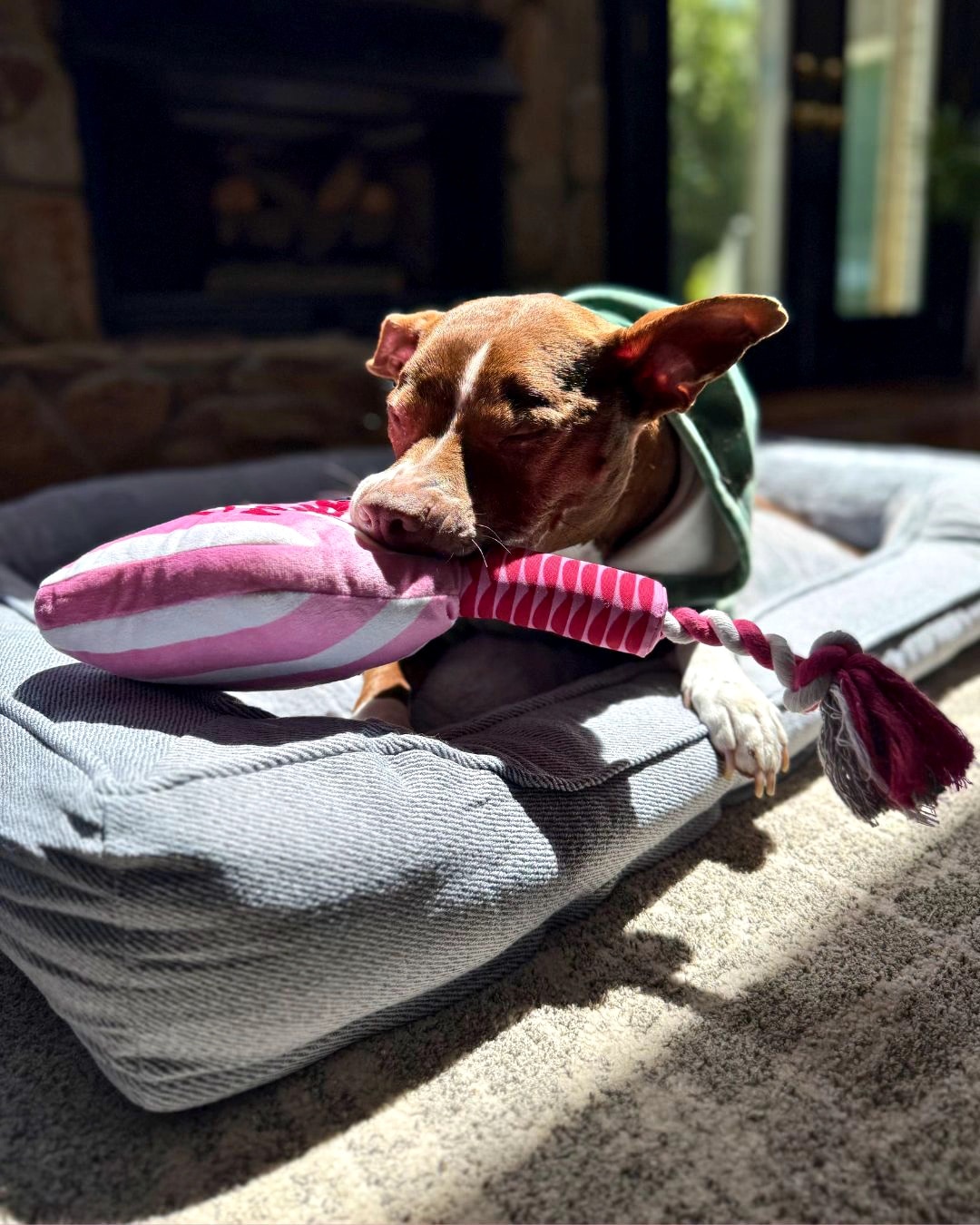 lexi.diy | My Dogs Favorites! | Lowe's