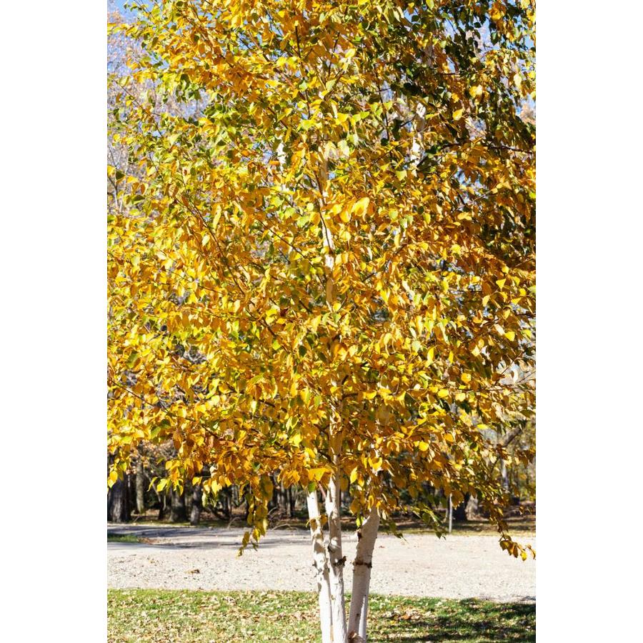 Brighter Blooms 2.06 -Quart White Birch Tree Feature tree (N/A) at ...