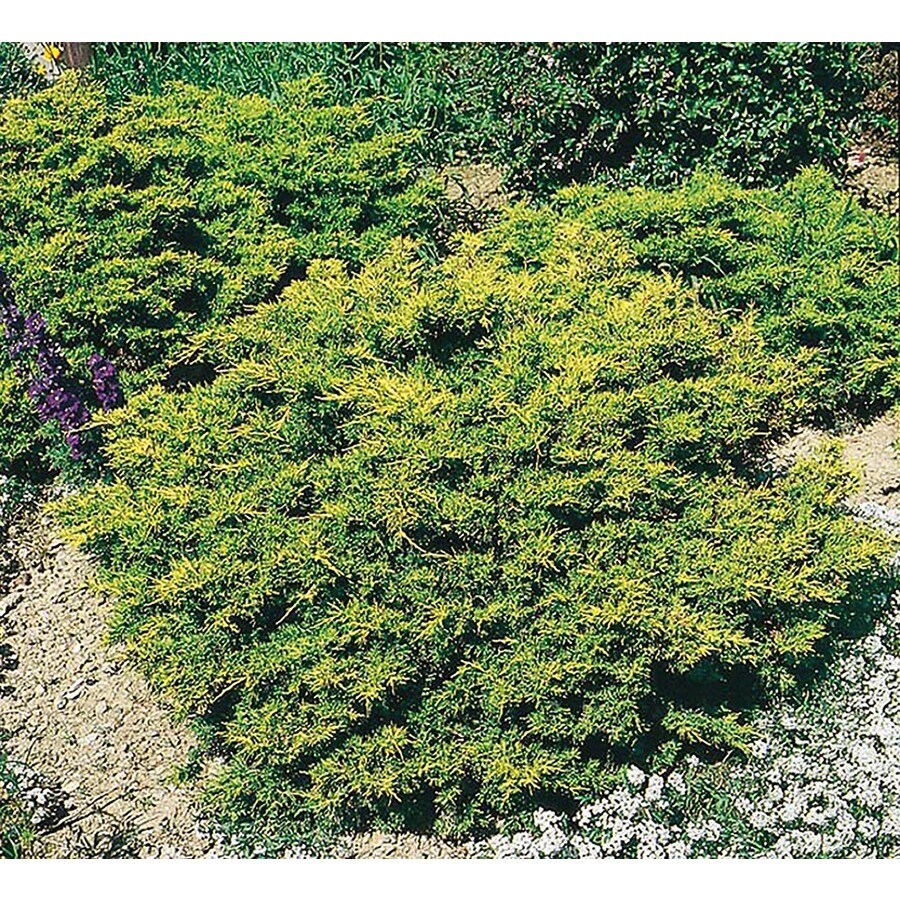 3-Gallon Golden Pfitzer Juniper Accent Shrub in Pot (L4059) in the ...