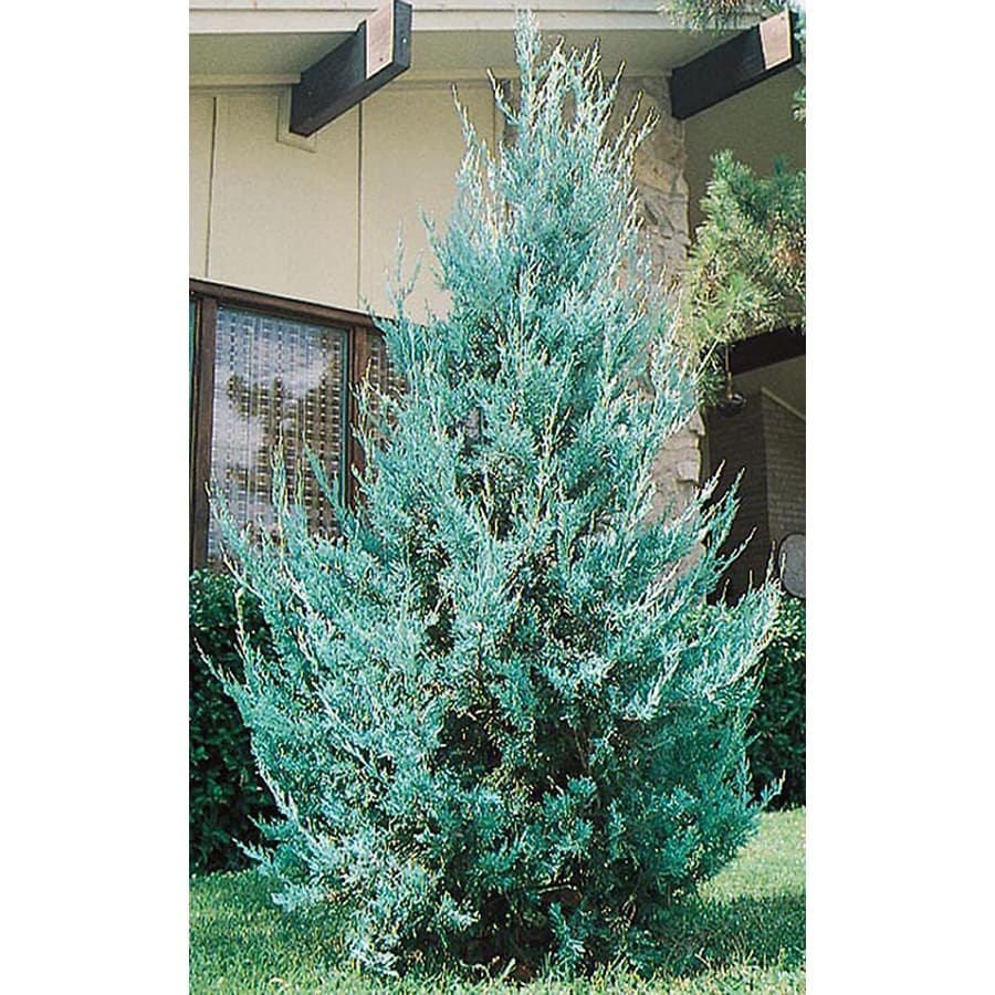 3-Gallon Wichita Blue Juniper Feature Shrub in Pot (L3789) at Lowes.com