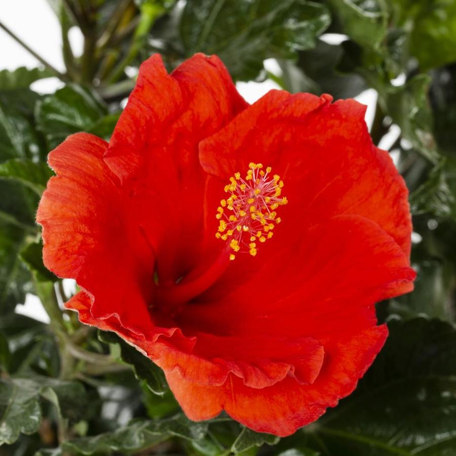2.5-Quart Multicolor Hibiscus Flowering Shrub in Pot (L10437) in the ...