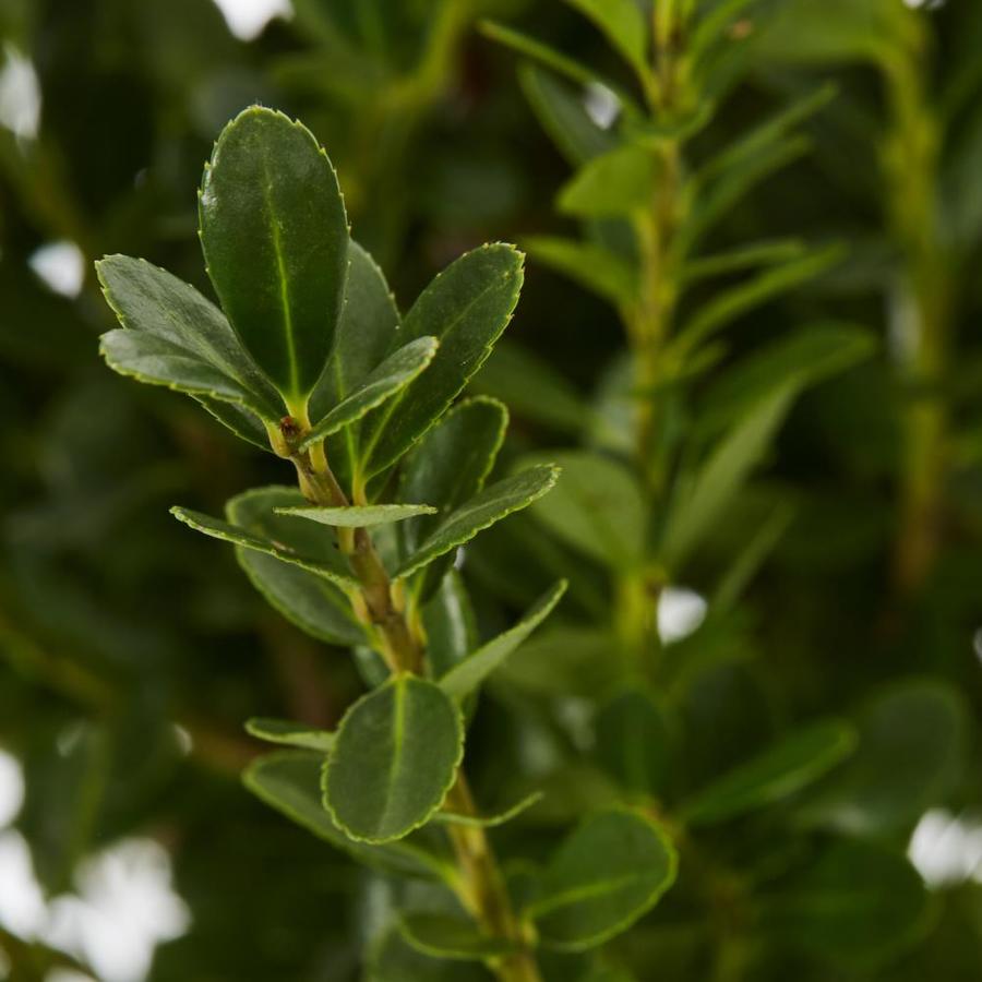 2.5-Quart Japanese Holly Compact Foundation/Hedge Shrub in Pot (L5284 ...