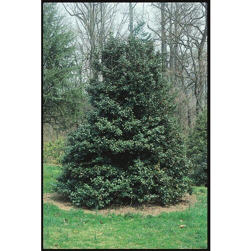 5-Gallon White American Green Leaf Holly Feature Shrub in Pot (L7840 ...