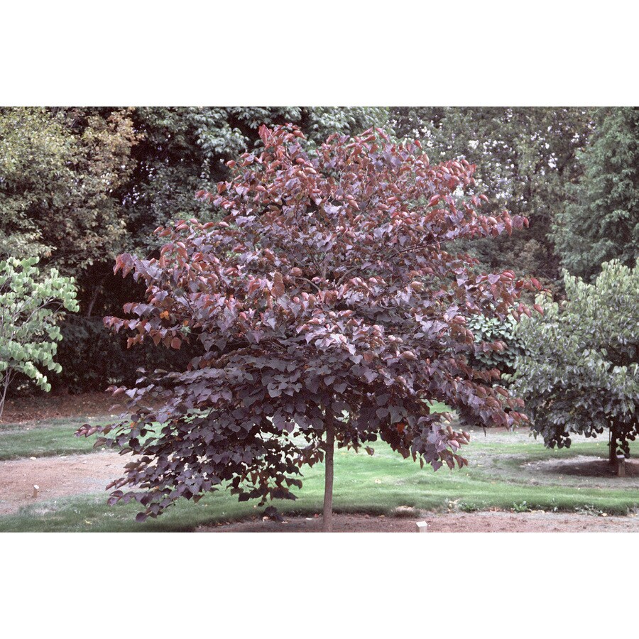 5.5-Gallon Pink Forest Pansy Redbud Flowering Tree in Pot (With Soil ...