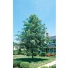 5.5-Gallon Pin Oak Shade Tree in Pot (With Soil) (L1097) at Lowes.com