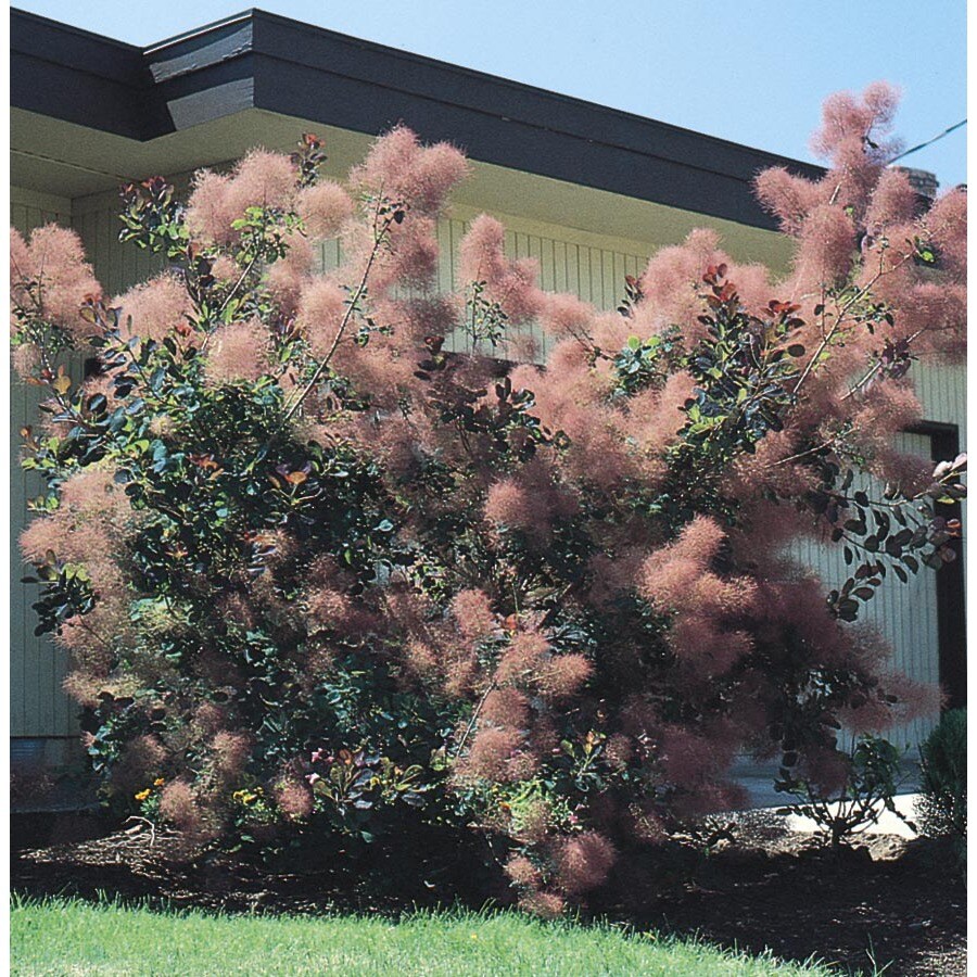 3-Gallon Pink Smoke Tree Feature Shrub in Pot (L4697) at Lowes.com