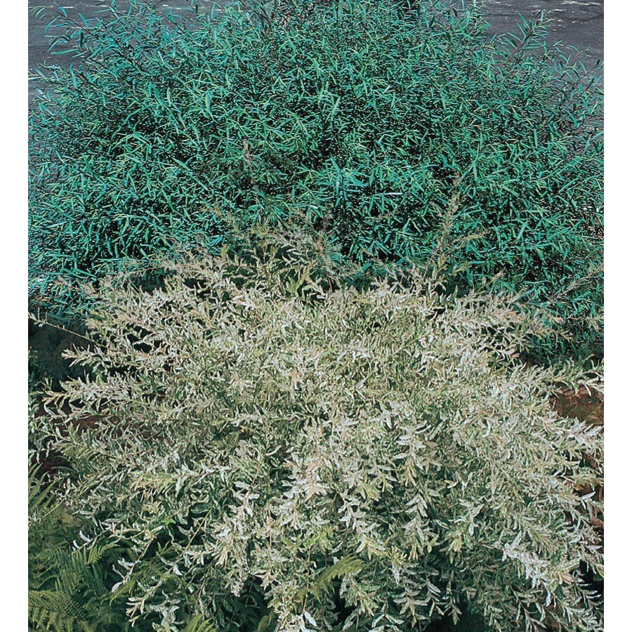 3-Gallon White Dappled Willow Accent Shrub in Pot (L20514) at Lowes.com