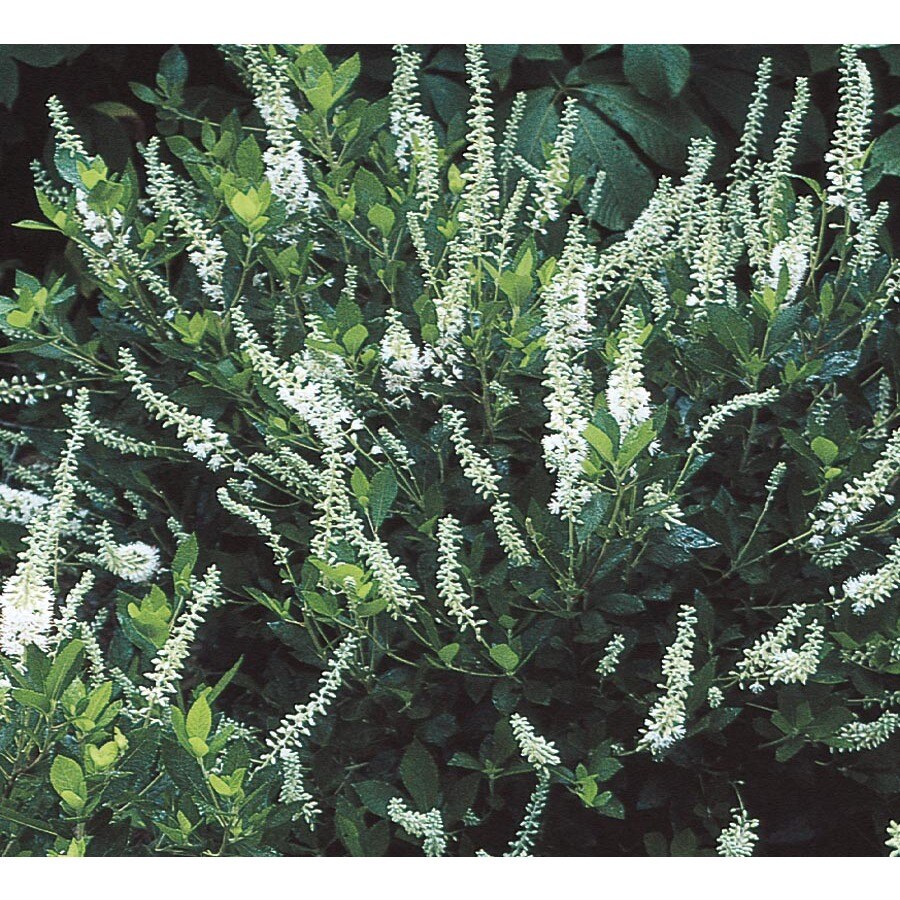 2-Gallon White White Summersweet Flowering Shrub in Pot (L6577) at ...