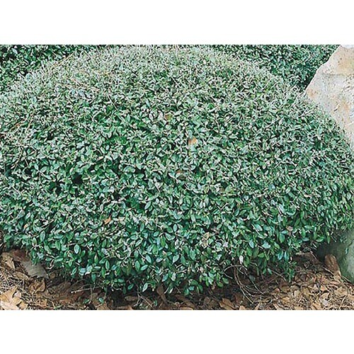 2-Gallon White Schillings Dwarf Yaupon Holly Foundation/Hedge Shrub in ...