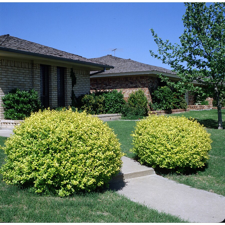 2-Gallon White Golden Vicary Privet Foundation/Hedge Shrub in Pot ...