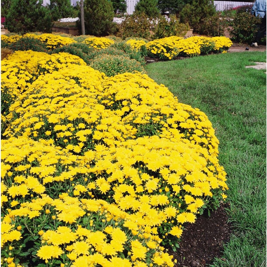 Lowe's Multicolor Mum in 3 Quart(s) Pot in the Annuals department at ...