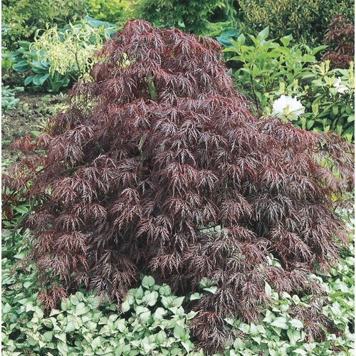 5.5-Gallon Inaba Shidare Japanese Maple Feature Tree (L1150) at Lowes.com