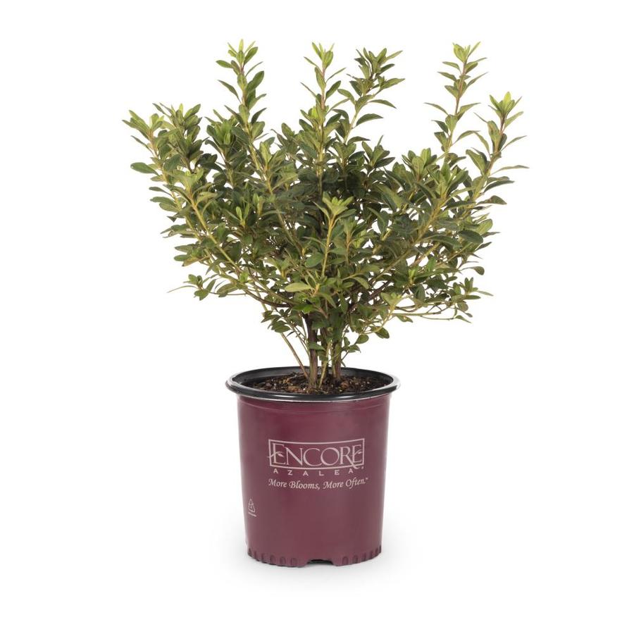 Azalea Bushes For Sale Lowes at Michael Dalrymple blog