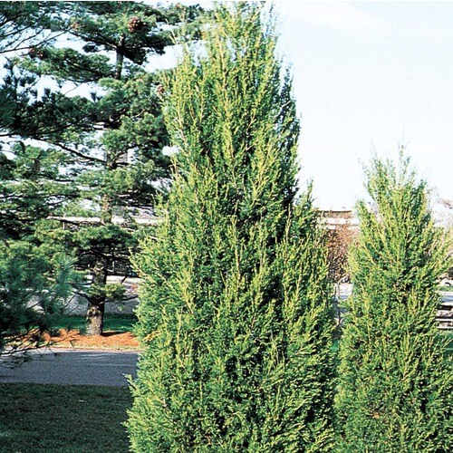 Hetz Columnar Juniper Tree