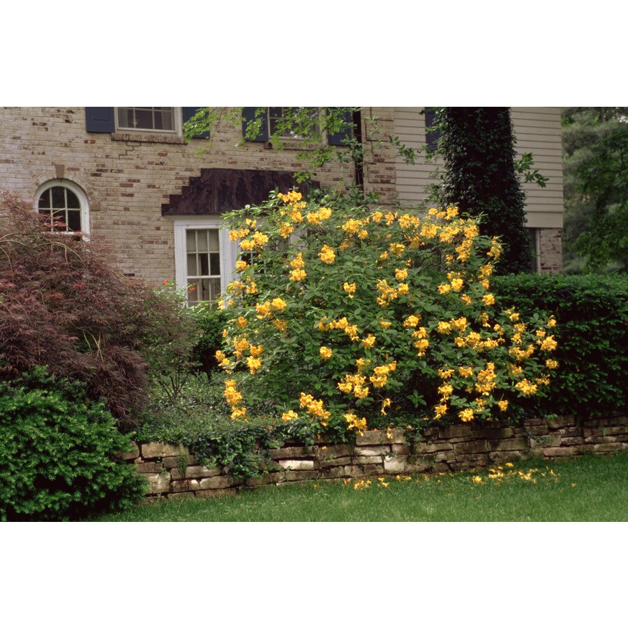 2-Quart Multicolor Exbury Hybrid Azalea Flowering Shrub in Pot (L5160 ...