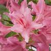 1-Gallon Multicolor Exbury Hybrid Azalea Flowering Shrub in Pot (L5160 ...