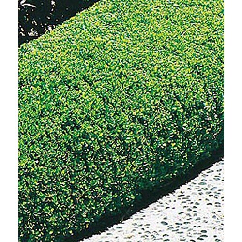 5-Gallon White Winter Gem Boxwood Foundation/Hedge Shrub in Pot (L3447 ...