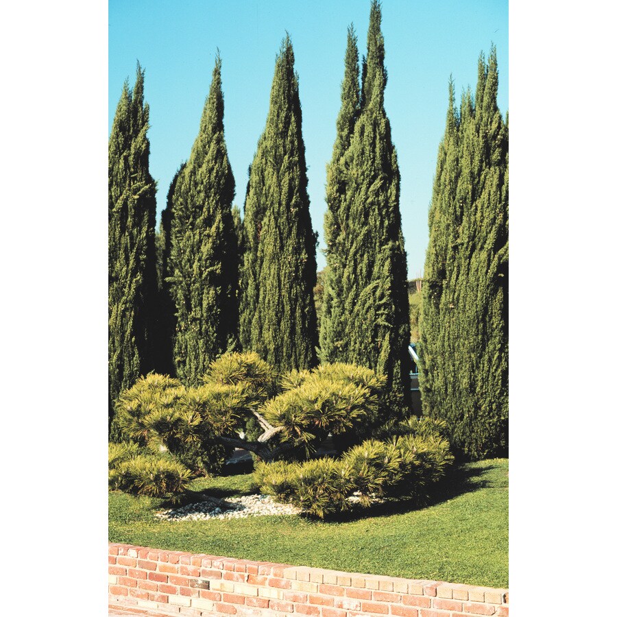3.25-Gallon Yellow Italian Cypress Feature Tree in Pot (L3291) in the ...