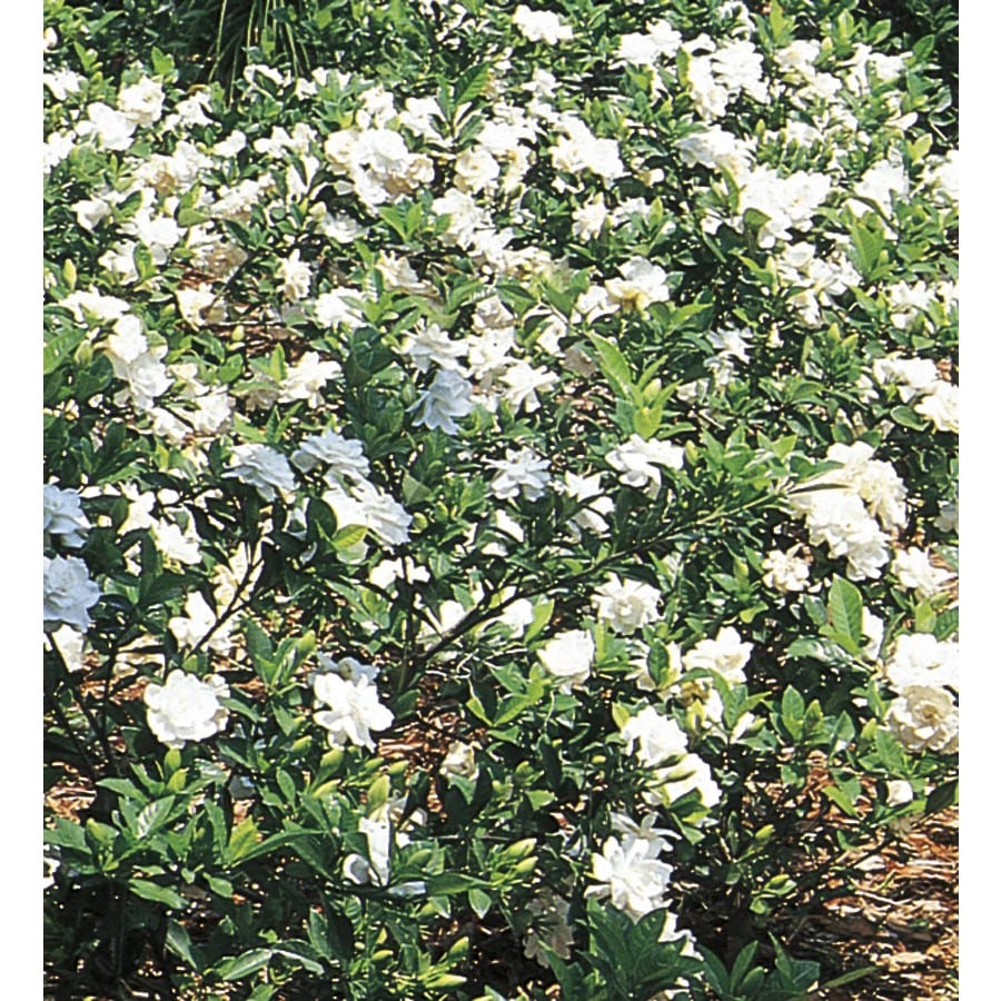 3-Gallon White Gardenia Flowering Shrub in Pot (L5150) at Lowes.com