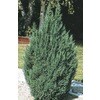 2-Quart Blue Point Juniper Feature Shrub in Pot (L3785) at Lowes.com