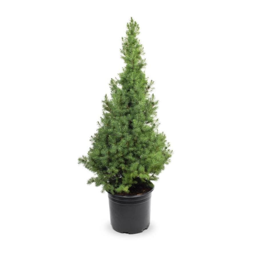 3-Gallon Dwarf Alberta Spruce Feature Shrub in Pot (L8449) at Lowes.com
