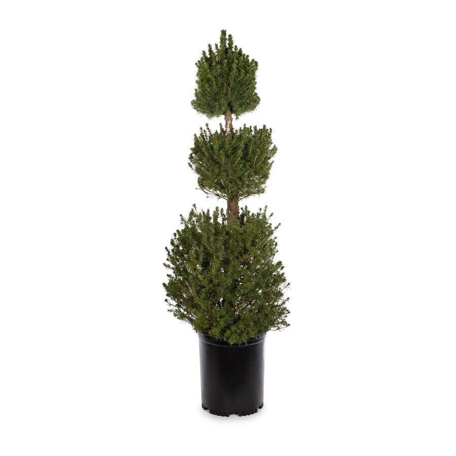 3.25-Gallon significant Poodle Dwarf Alberta Spruce Feature Tree (L2796 ...