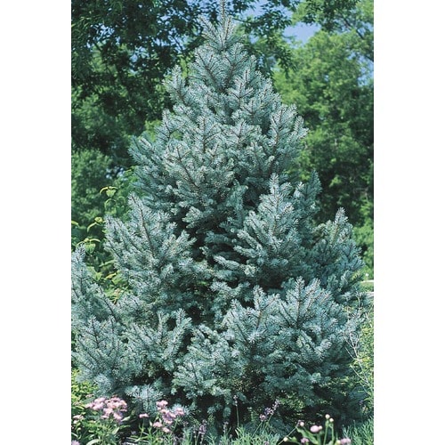 9.16-Gallon Fat Albert Spruce Feature Tree (L4805) at Lowes.com