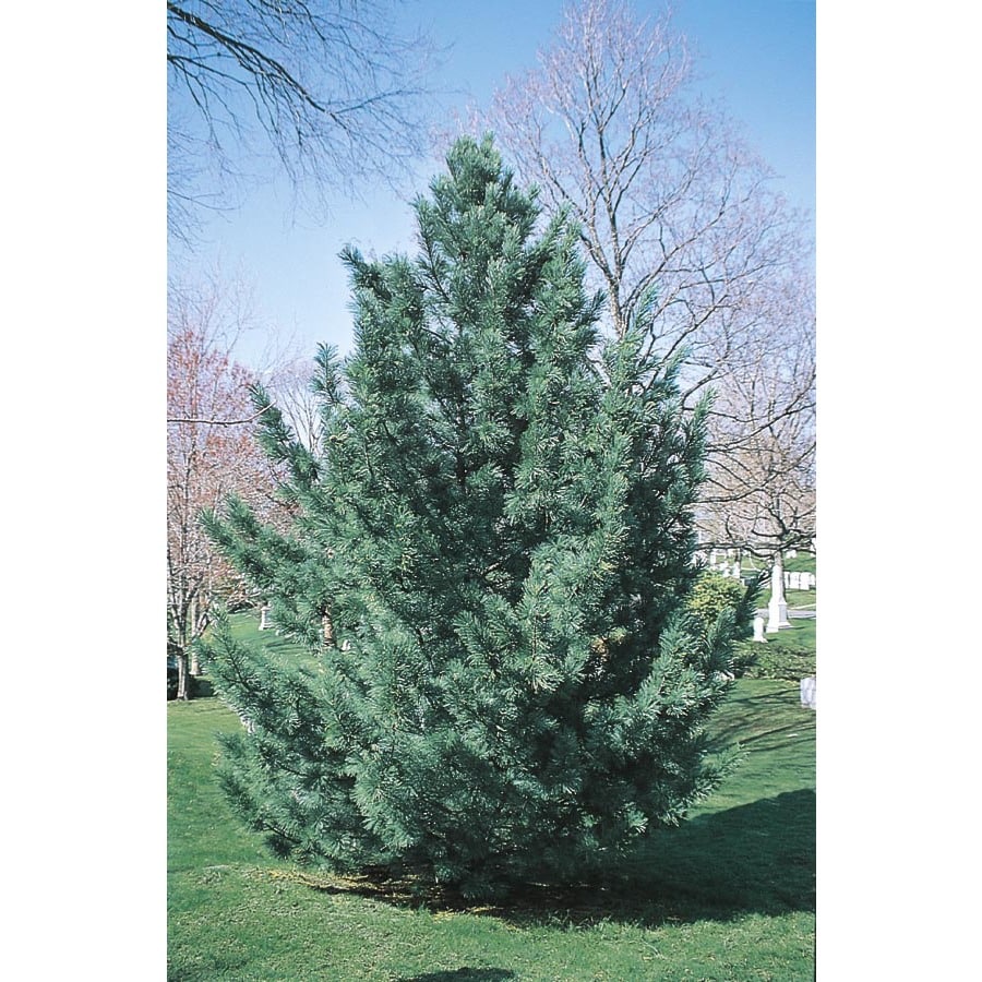 8.75-Gallon Vanderwulf's Pyramid Limber Pine Feature Tree (L6874) at ...