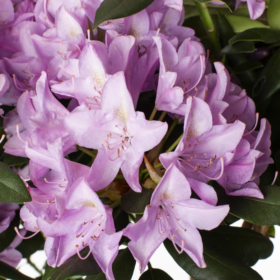 2.25-Gallon Multicolor Rhododendron Flowering Shrub in Pot (L5420) in ...