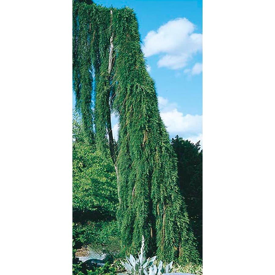 8.75-Gallon Weeping Sequoia Feature Tree (L14274) at Lowes.com