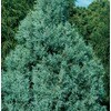 3.25-Gallon Carolina Sapphire Cypress Screening Tree (L7632) at Lowes.com