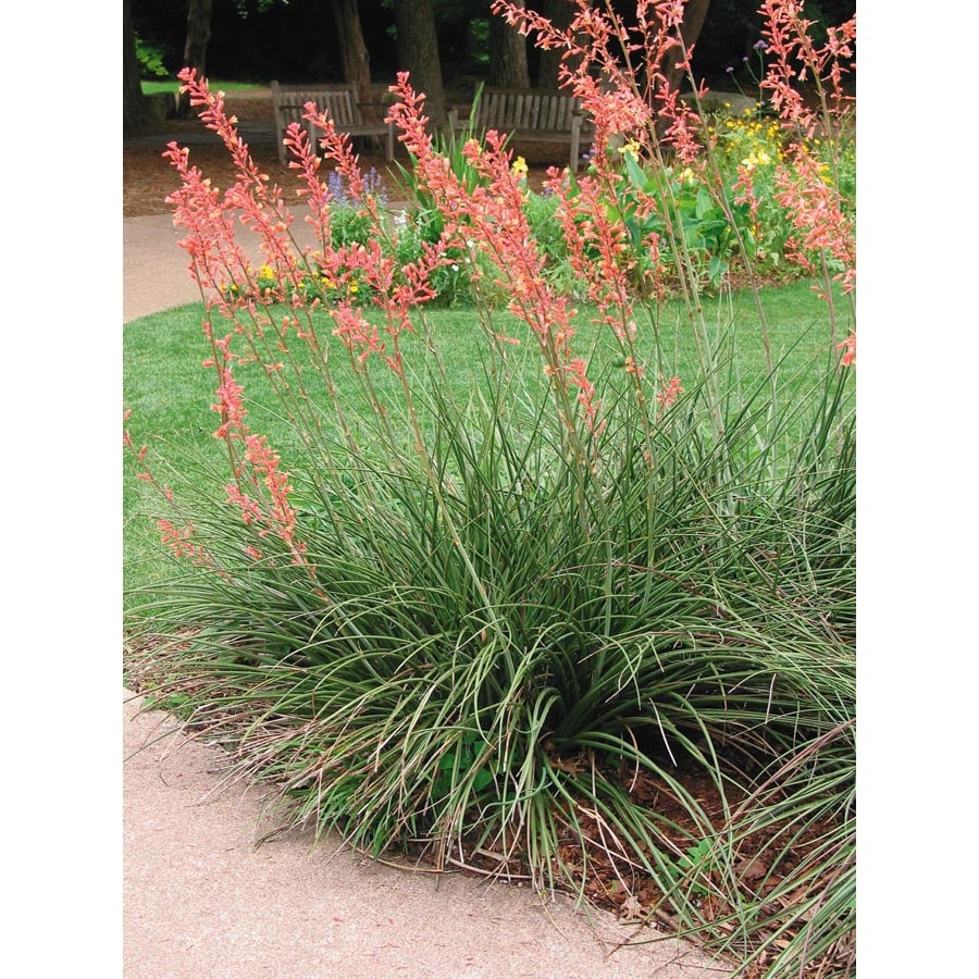 3-Gallon Red Red Yucca Feature Shrub in Pot (L7029) in the Shrubs ...
