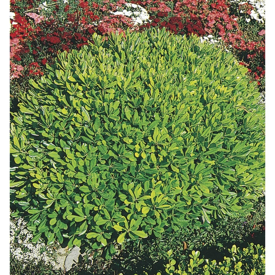 2-Quart White Wheeler's Dwarf Pittosporum Foundation/Hedge Shrub ...