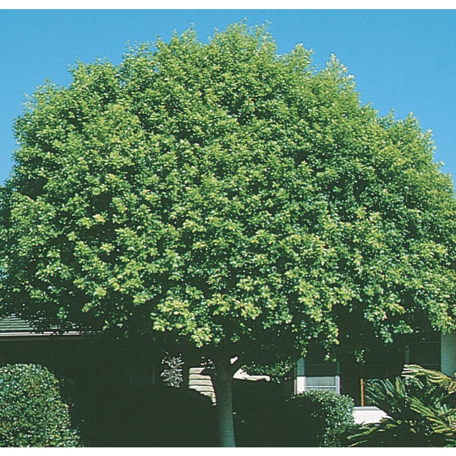 3.25-Gallon Indian Laurel Tree Feature Tree (L14192) at Lowes.com