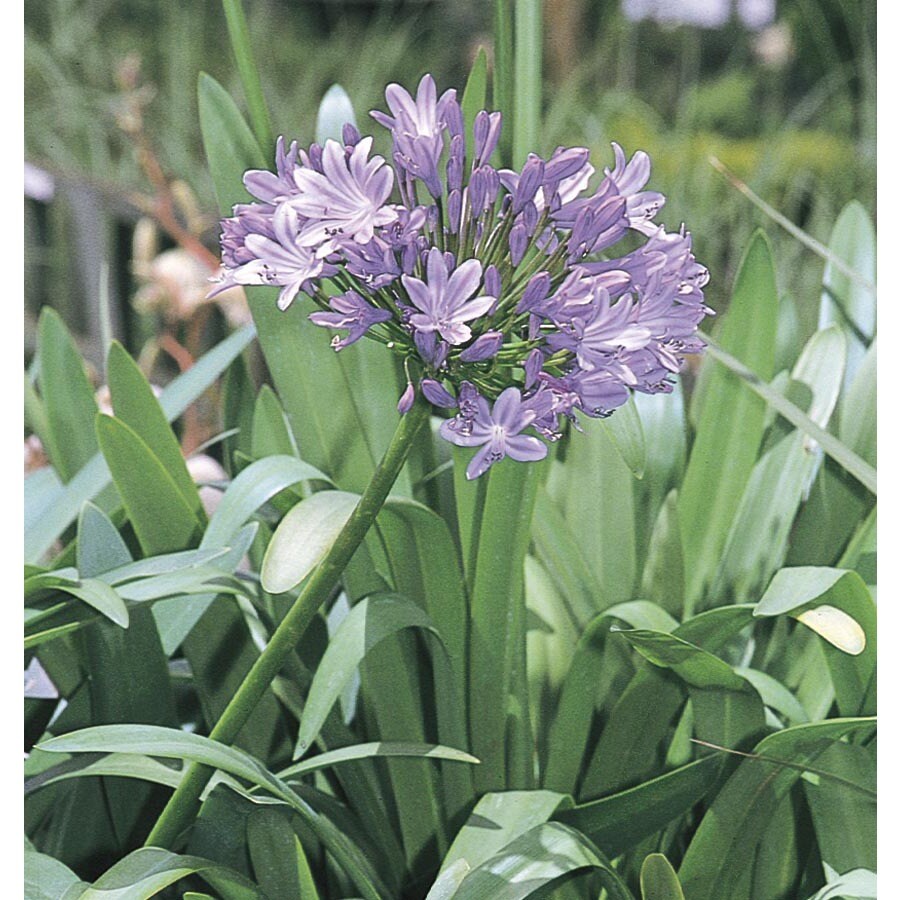 Blue Lily Of The Nile in the Perennials department at Lowes.com