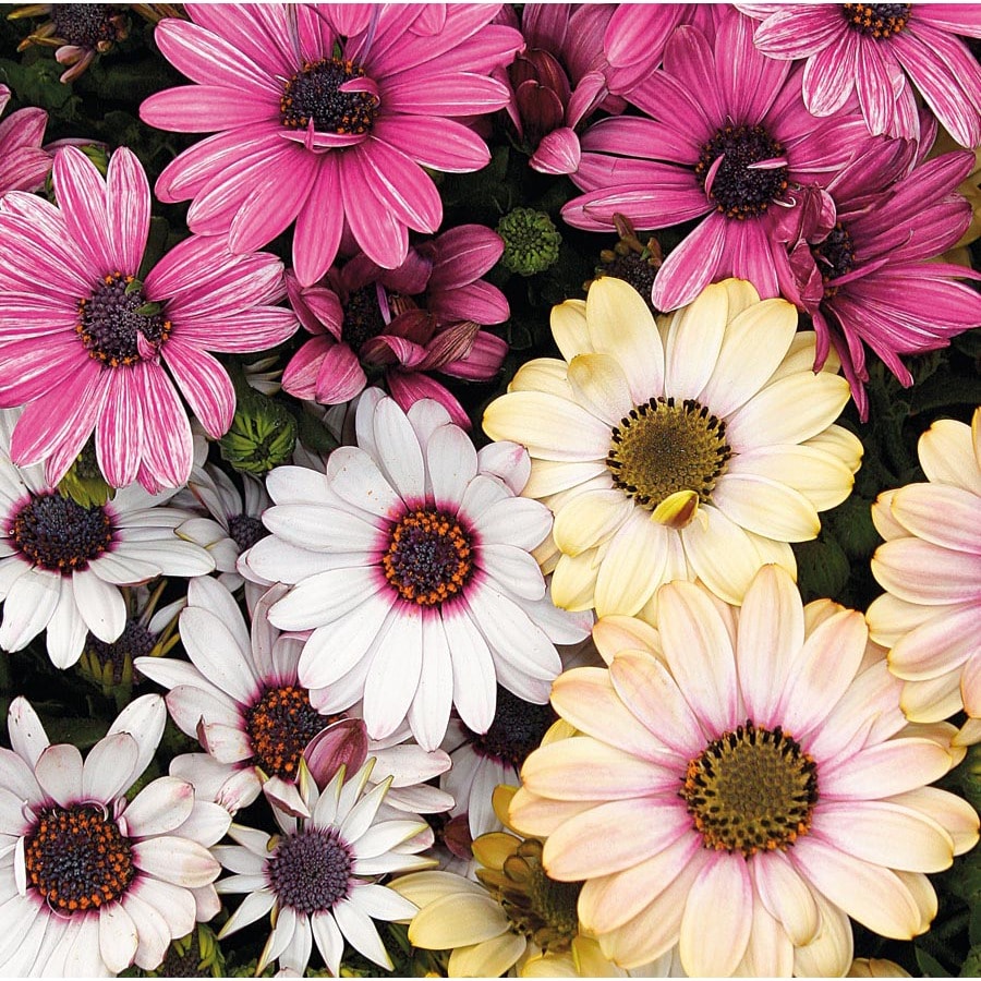 1.5-Gallon Multicolor African Daisy in Pot (L11796) at Lowes.com