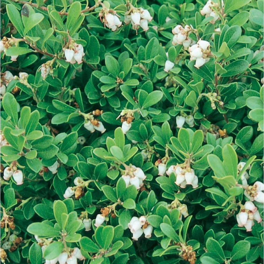 2-Quart Kinnikinnick Potted (L10807) at Lowes.com