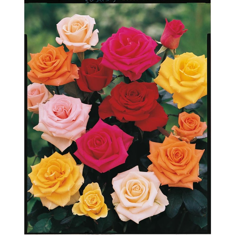 undefined in the Roses department at Lowes.com
