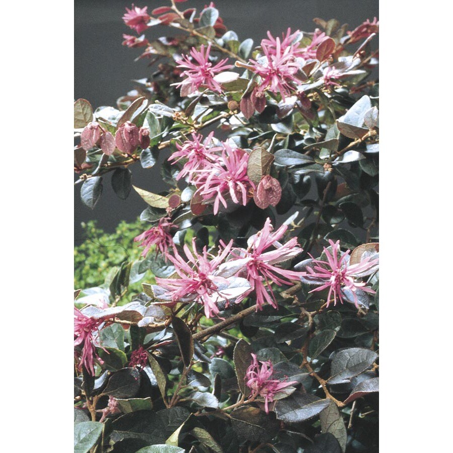 2-Quart Pink Plum Delight Chinese Fringe-Flower Accent Shrub (L6937) at ...
