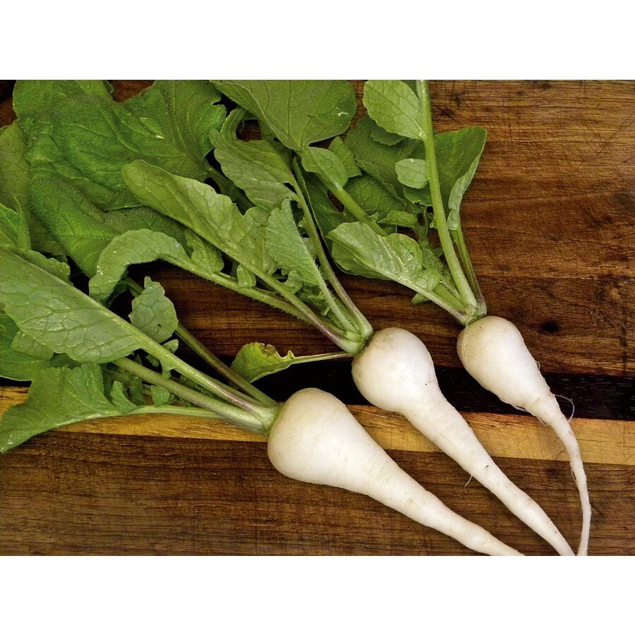 Ferry-Morse White Icicle Radish Plant (Lb21712) at Lowes.com