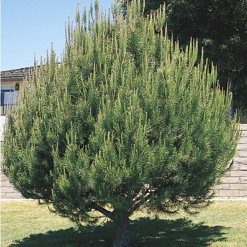 5.5-Gallon Aleppo Pine Feature Tree (L5855) at Lowes.com
