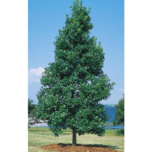 45-Gallon White East Palatka Holly Feature Shrub in Pot (L8606) in the ...