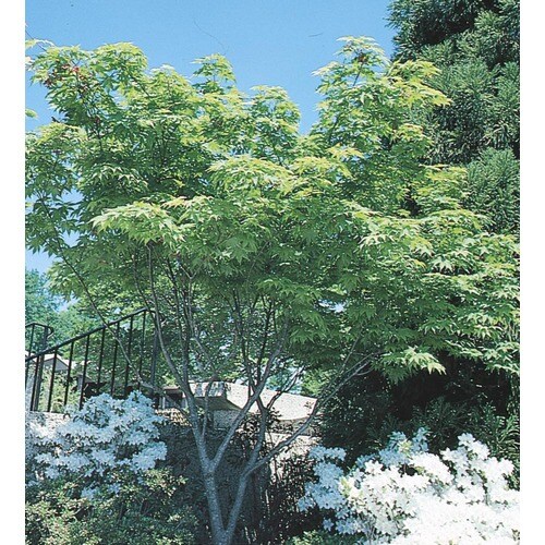 3.74-Gallon Red Japanese Maple Feature Tree in Pot (With Soil) (L4163 ...