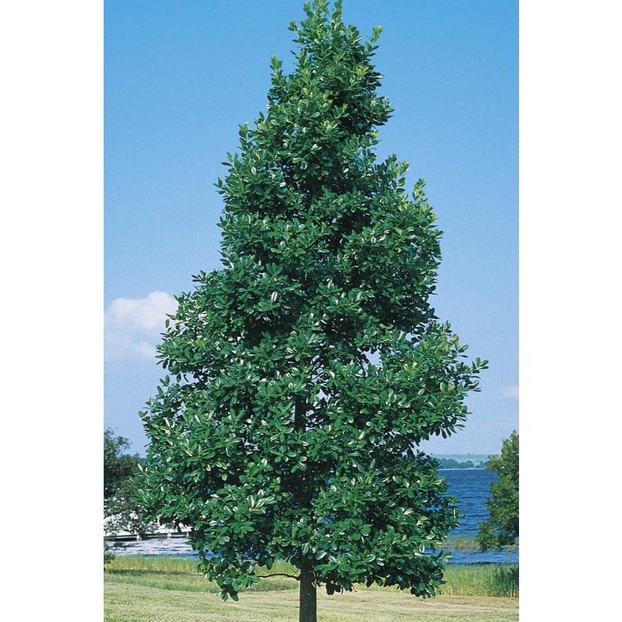 East Palatka Holly South Florida at Miguel Harbison blog