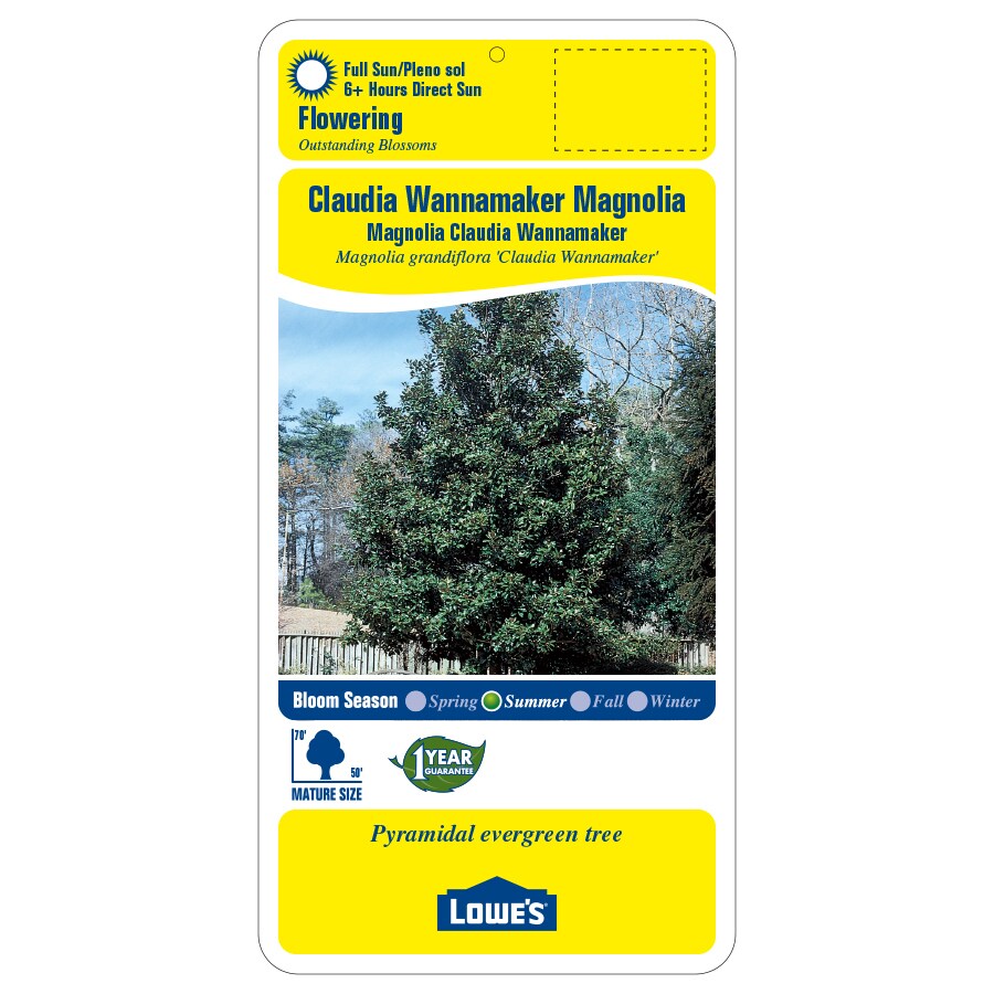 19.59-Gallon White Claudia Wannamaker Magnolia Shade Tree in Pot (With ...